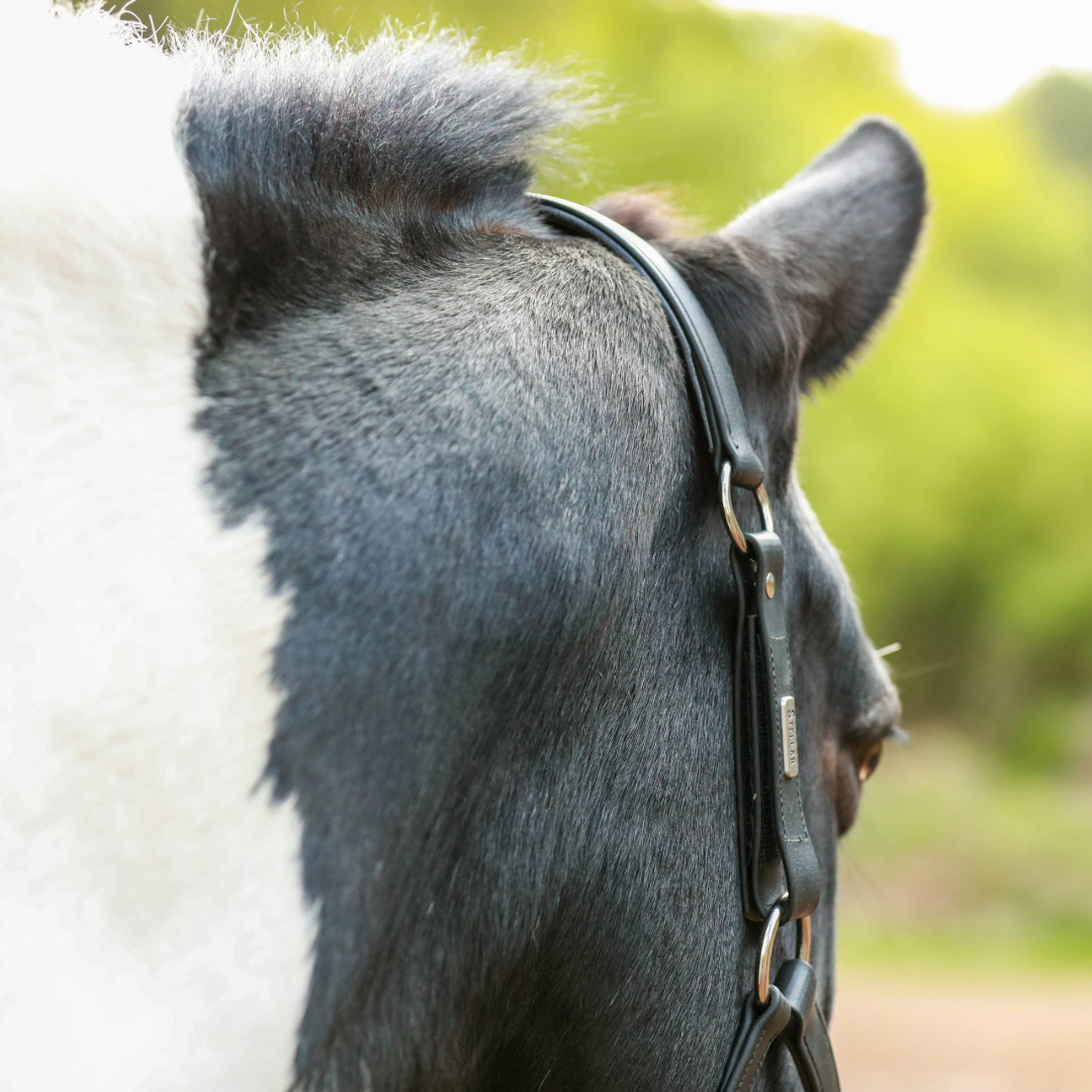 Poll Injuries from Pulling Back– Aitken's Saddlery