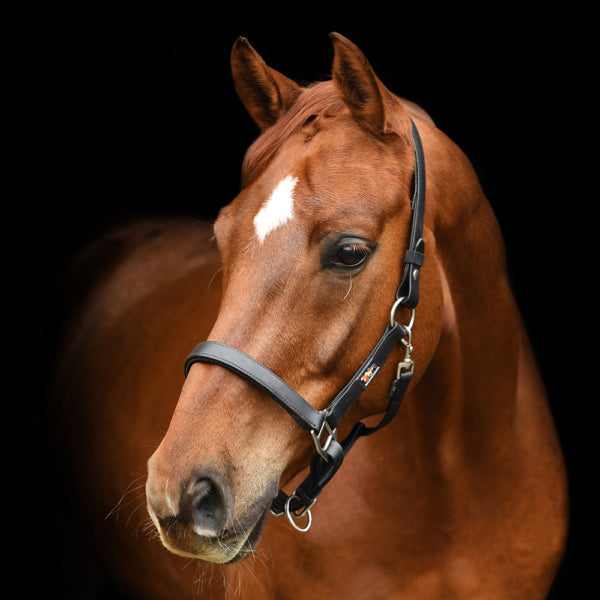 How Safe is Your Horse Headcollar?– Aitken's Saddlery